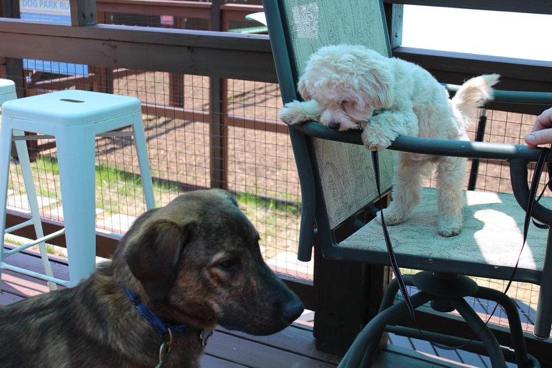 Dog Park - Blue Ridge Adventure Dog