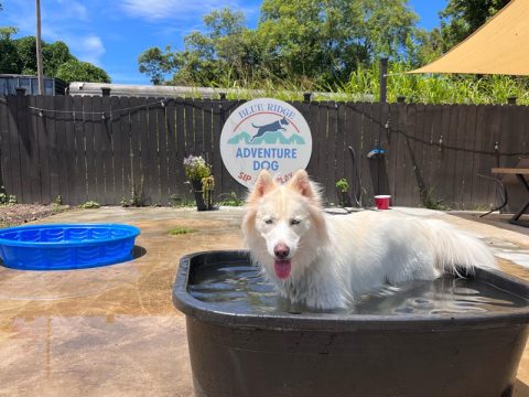 Blue Ridge Adventure Dog | For Dogs & Dog People