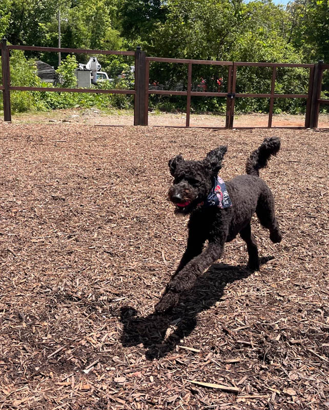 Dog Park - Blue Ridge Adventure Dog