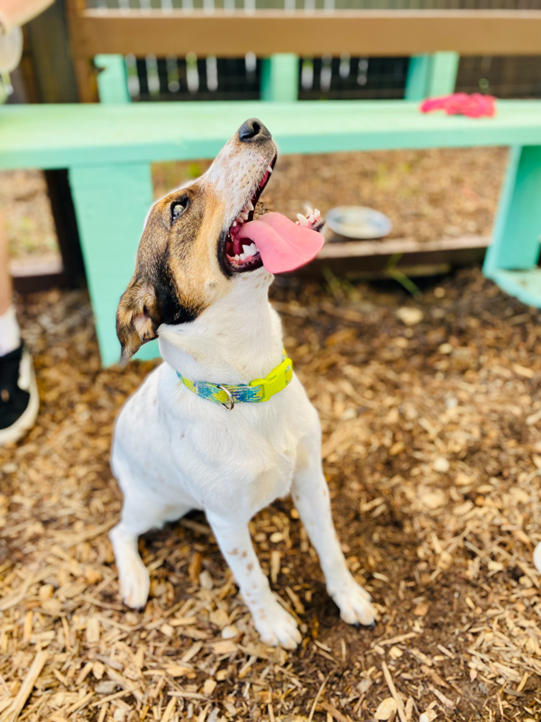 Dog Park - Blue Ridge Adventure Dog