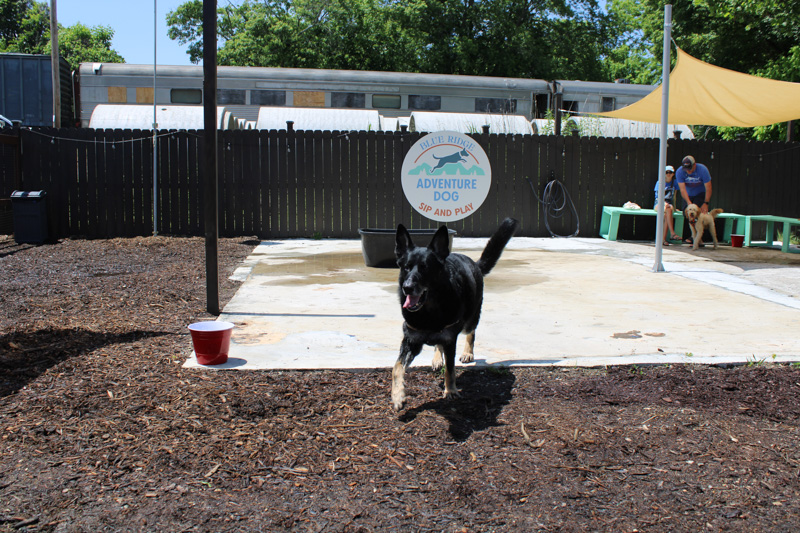 Dog Park - Blue Ridge Adventure Dog