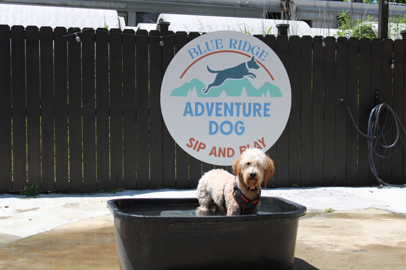 Dog Park - Blue Ridge Adventure Dog