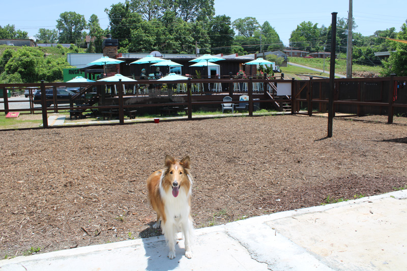 Dog Park - Blue Ridge Adventure Dog