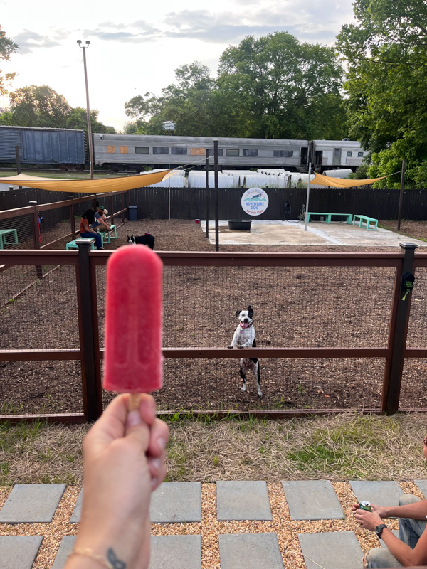 Bar - Blue Ridge Adventure Dog