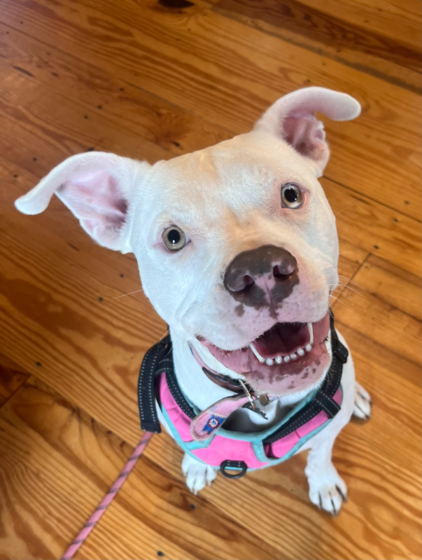 Our Store - Blue Ridge Adventure Dog